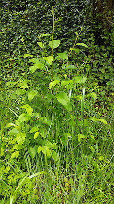 Alnus rubra • New Zealand Plant Conservation Network