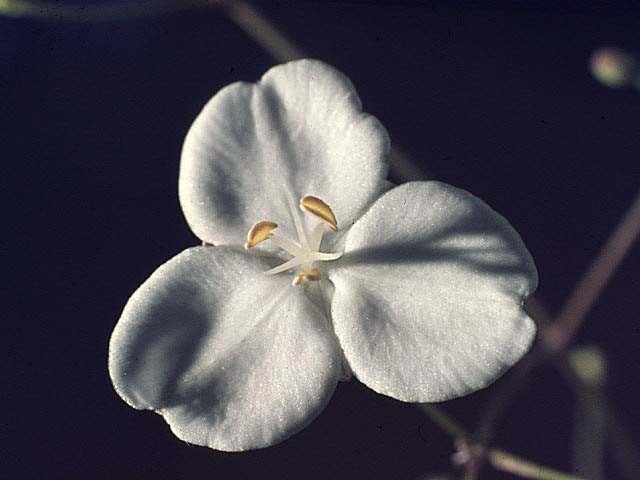 Libertia grandiflora • New Zealand Plant Conservation Network