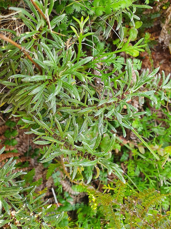 Celmisia rupestris • New Zealand Plant Conservation Network