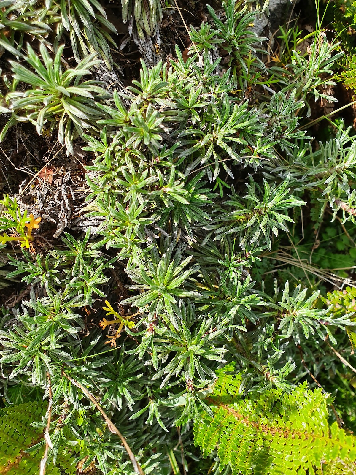 Celmisia rupestris • New Zealand Plant Conservation Network
