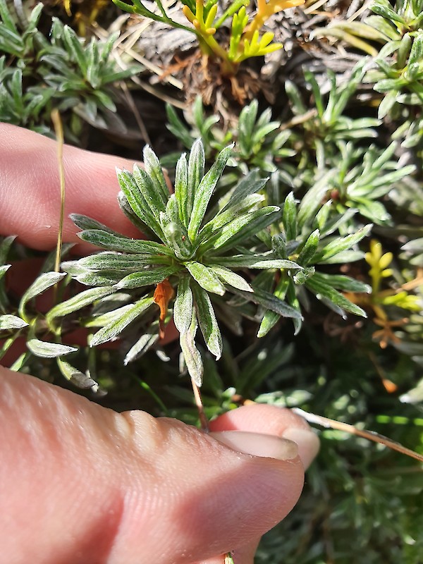 Celmisia rupestris • New Zealand Plant Conservation Network