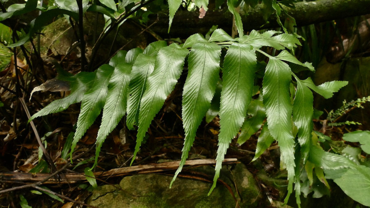 Asplenium lepidotum • New Zealand Plant Conservation Network