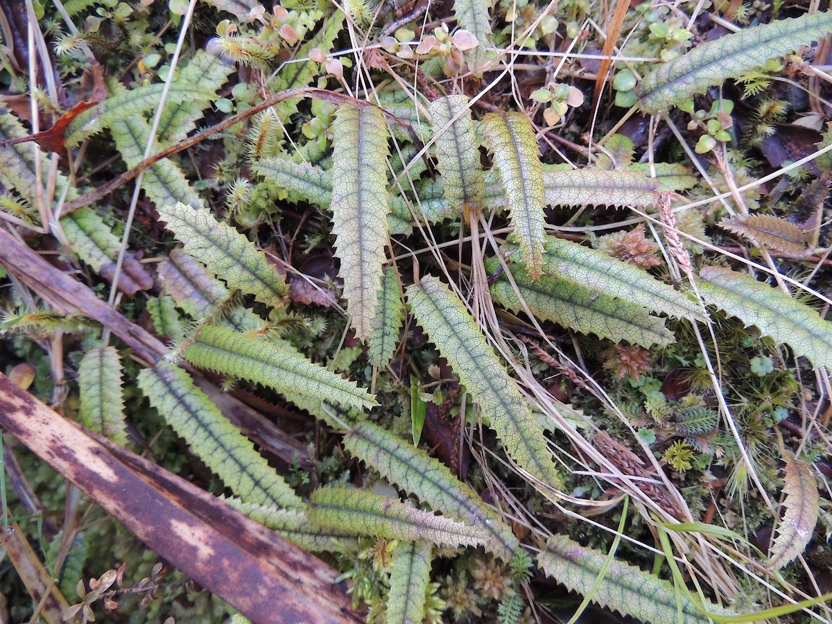 Rubus parvus • New Zealand Plant Conservation Network