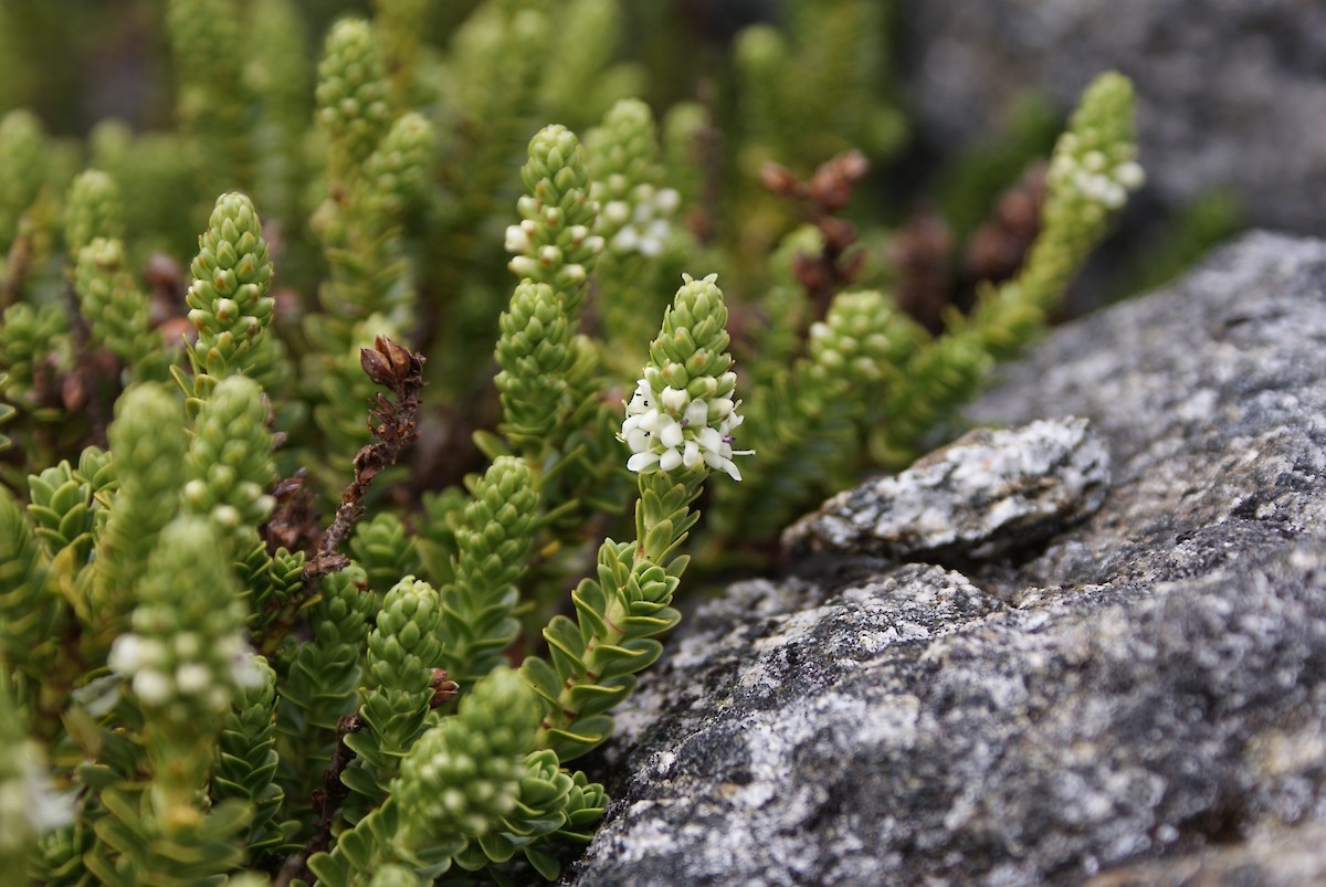 Veronica petriei • New Zealand Plant Conservation Network