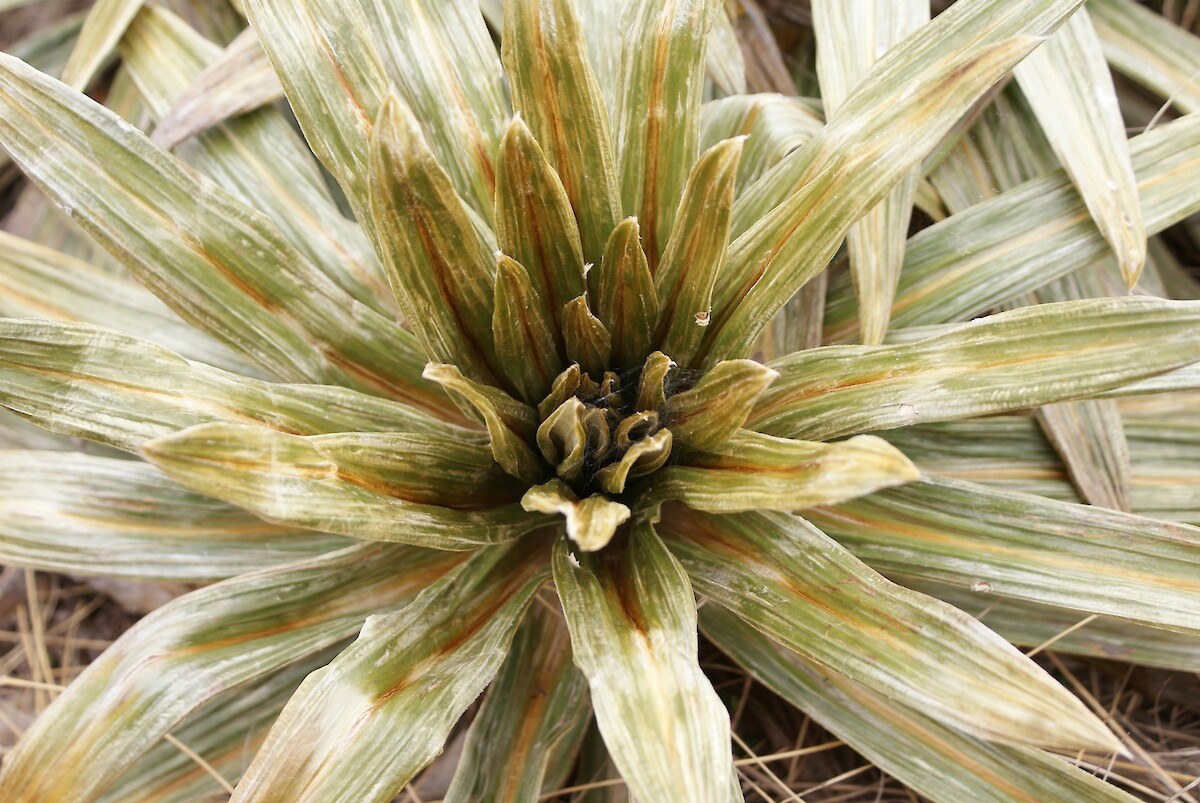 Celmisia coriacea • New Zealand Plant Conservation Network