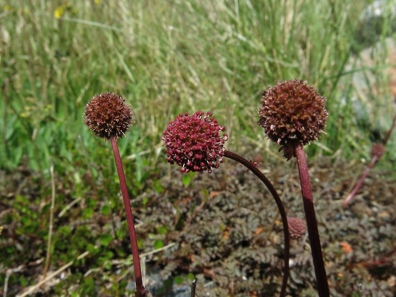 Acaena saccaticupula • New Zealand Plant Conservation Network