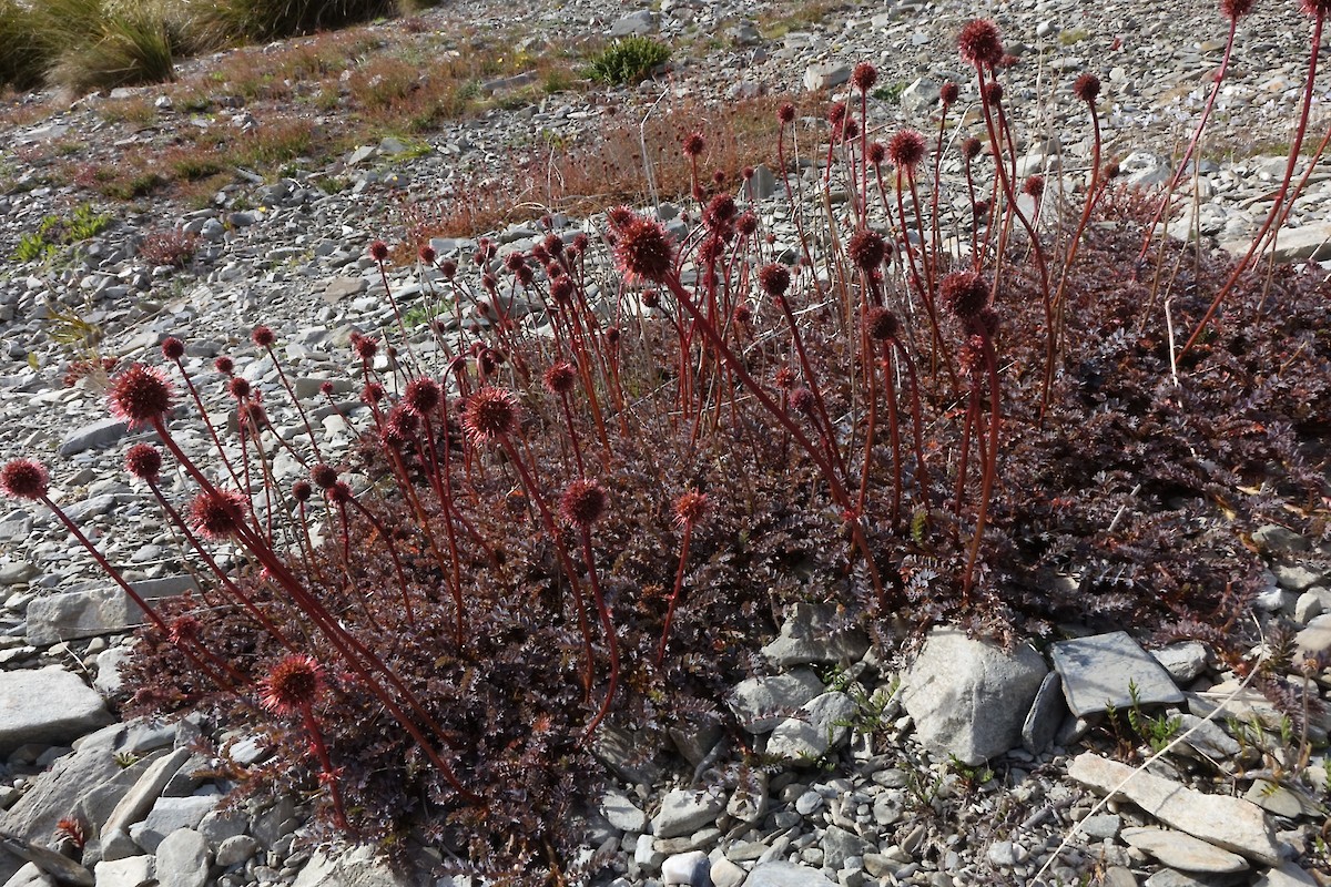 Acaena saccaticupula • New Zealand Plant Conservation Network
