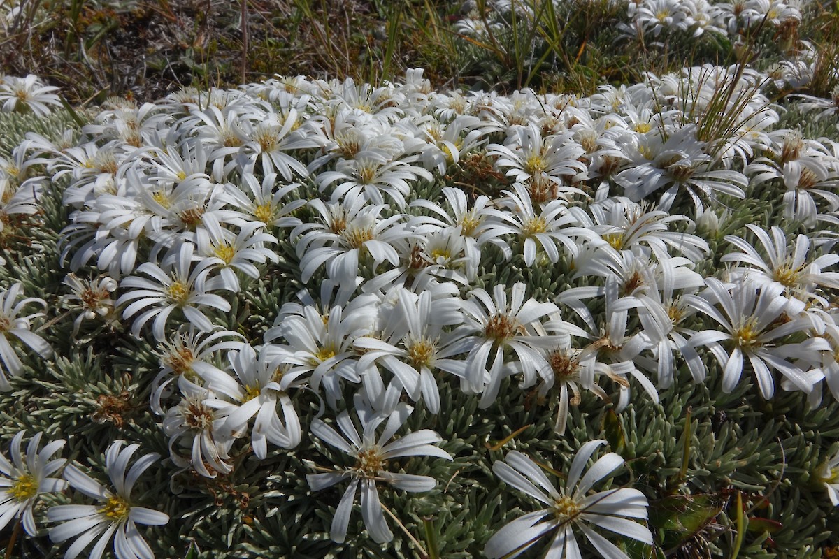 Celmisia sessiliflora • New Zealand Plant Conservation Network
