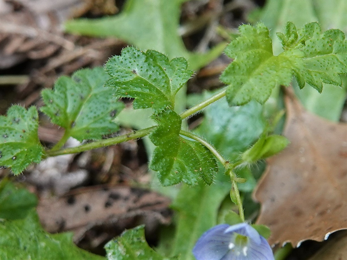 Veronica calycina • New Zealand Plant Conservation Network