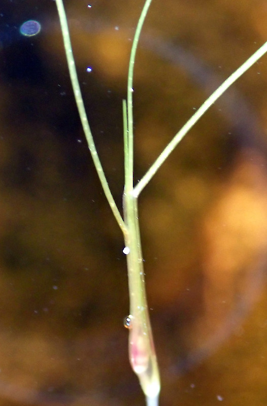 Ruppia polycarpa • New Zealand Plant Conservation Network