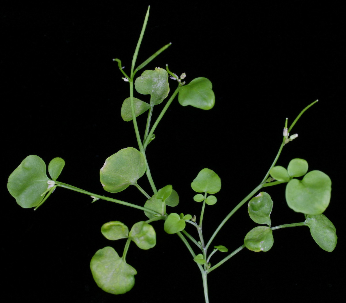 Cardamine corymbosa • New Zealand Plant Conservation Network