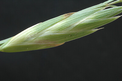 Bromus catharticus • New Zealand Plant Conservation Network