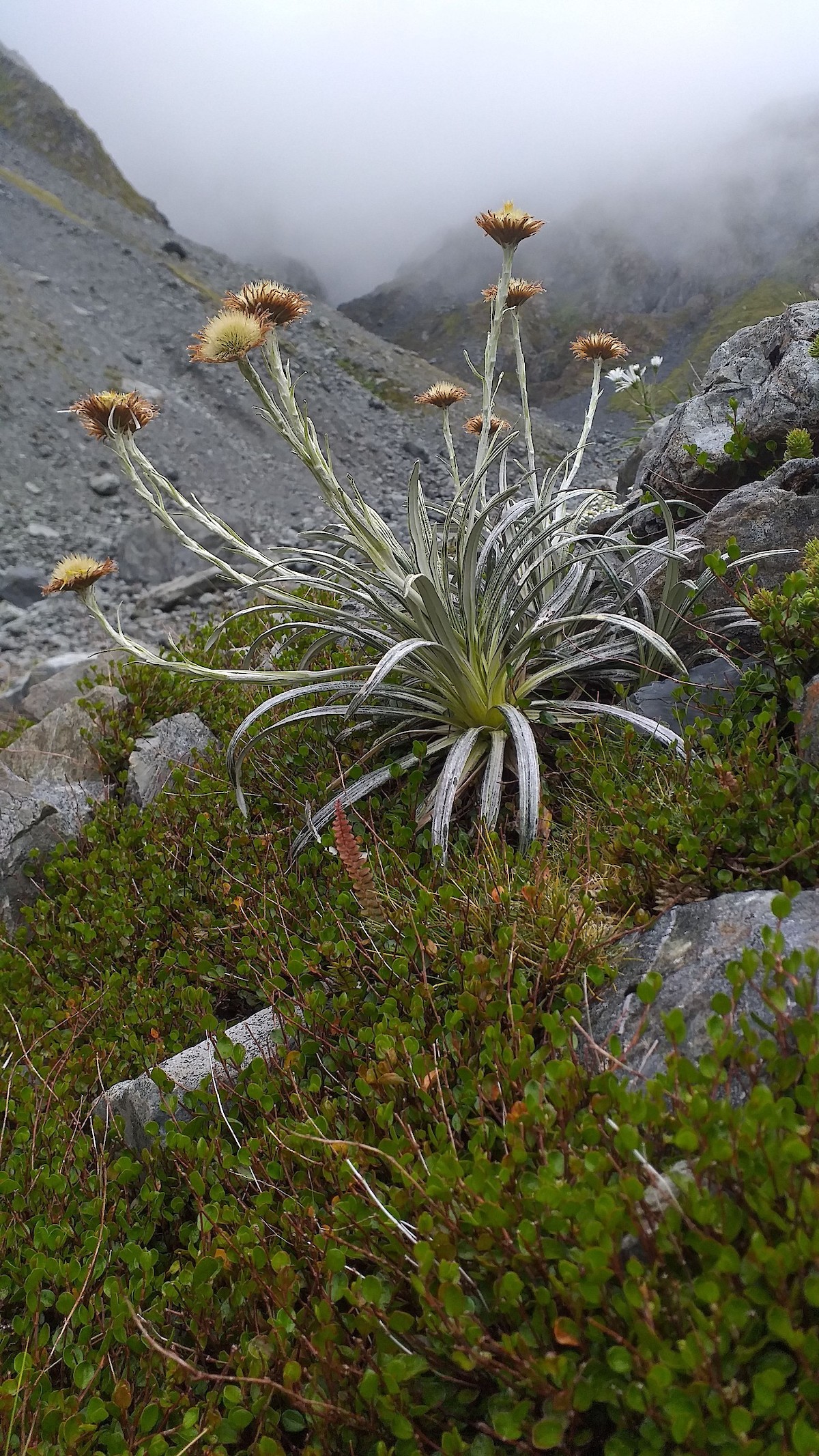 Celmisia vespertina • New Zealand Plant Conservation Network