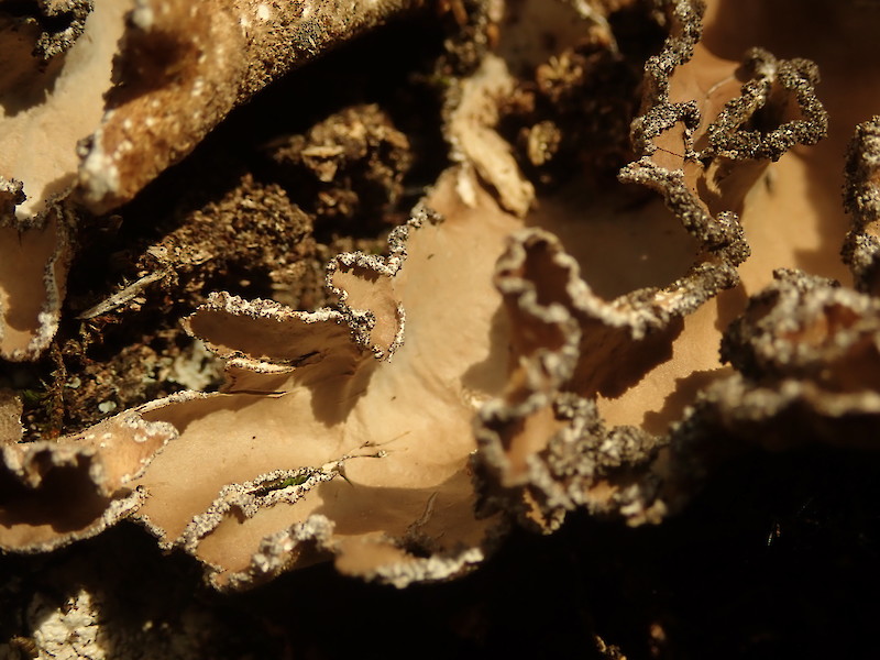 Sticta sublimbata • New Zealand Plant Conservation Network