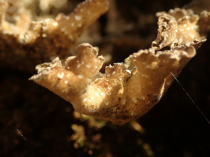 Sticta sublimbata • New Zealand Plant Conservation Network