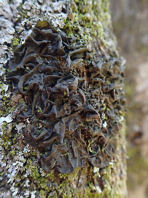Collema subflaccidum • New Zealand Plant Conservation Network