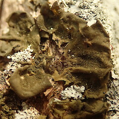 Collema subflaccidum • New Zealand Plant Conservation Network