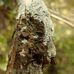 Collema subflaccidum • New Zealand Plant Conservation Network