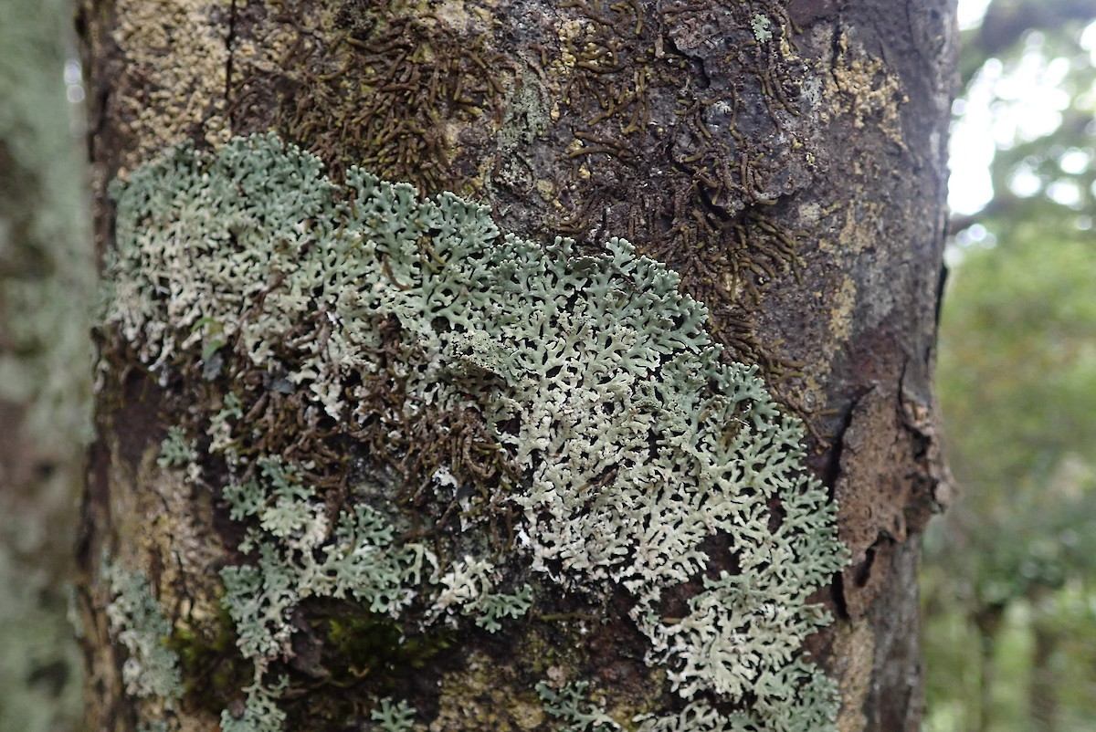 Anzia entingiana • New Zealand Plant Conservation Network