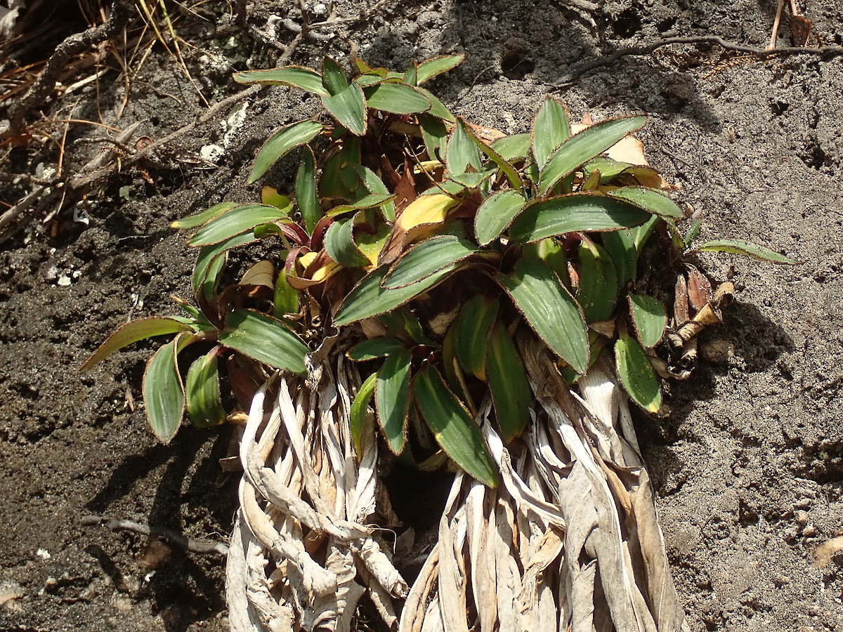 Celmisia rigida • New Zealand Plant Conservation Network