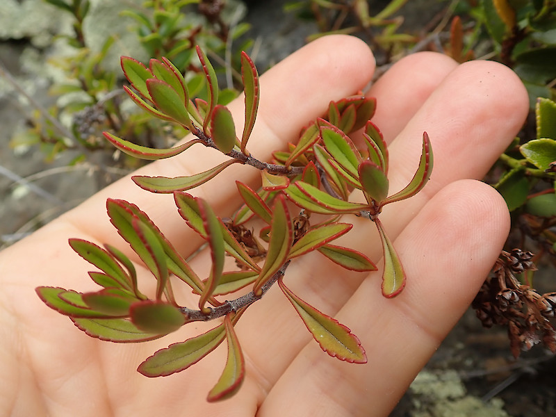 Veronica pentasepala • New Zealand Plant Conservation Network