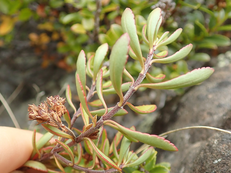 Veronica pentasepala • New Zealand Plant Conservation Network