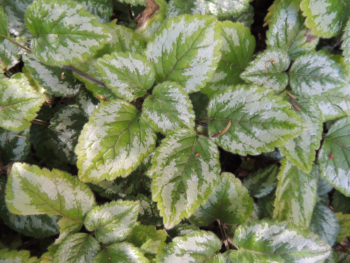 Lamium galeobdolon • New Zealand Plant Conservation Network