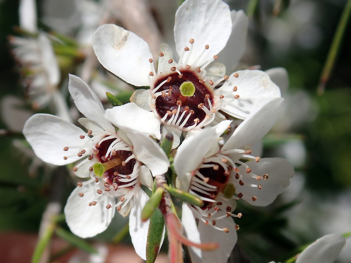 Leptospermum repo • New Zealand Plant Conservation Network