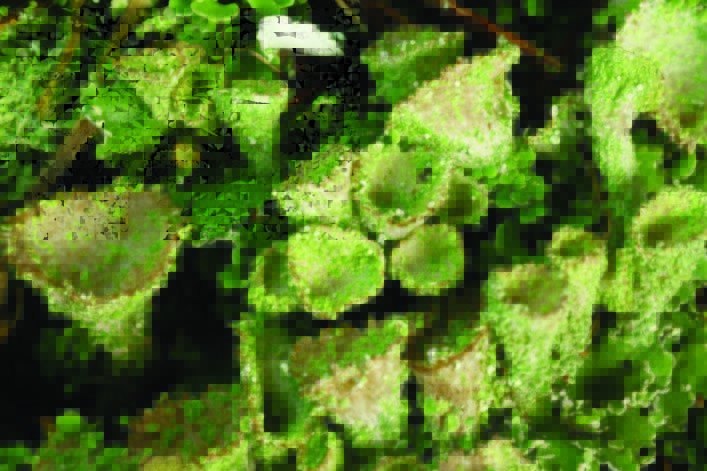 Cladonia pyxidata • New Zealand Plant Conservation Network