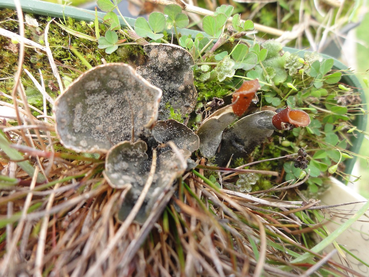 peltigera-didactyla-new-zealand-plant-conservation-network
