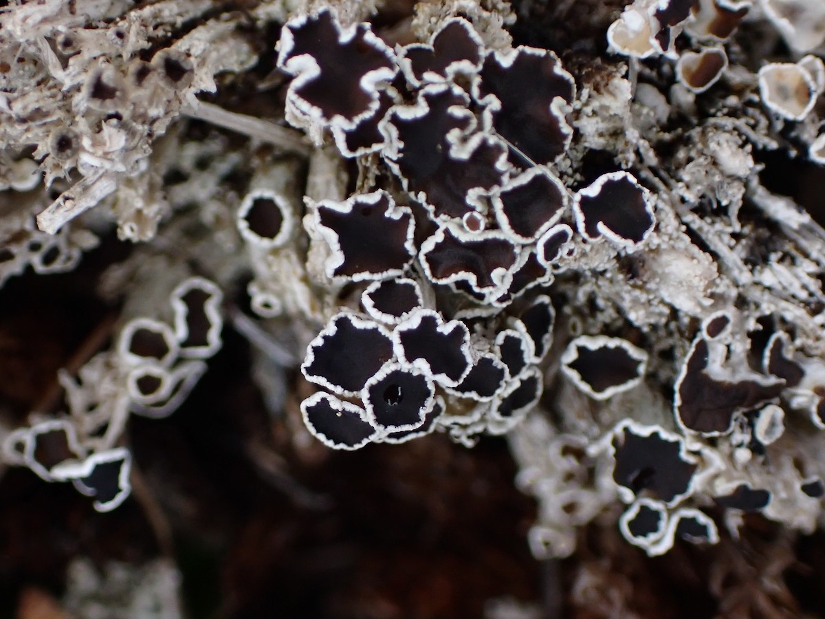 Lecanora epibryon subsp. broccha • New Zealand Plant Conservation Network