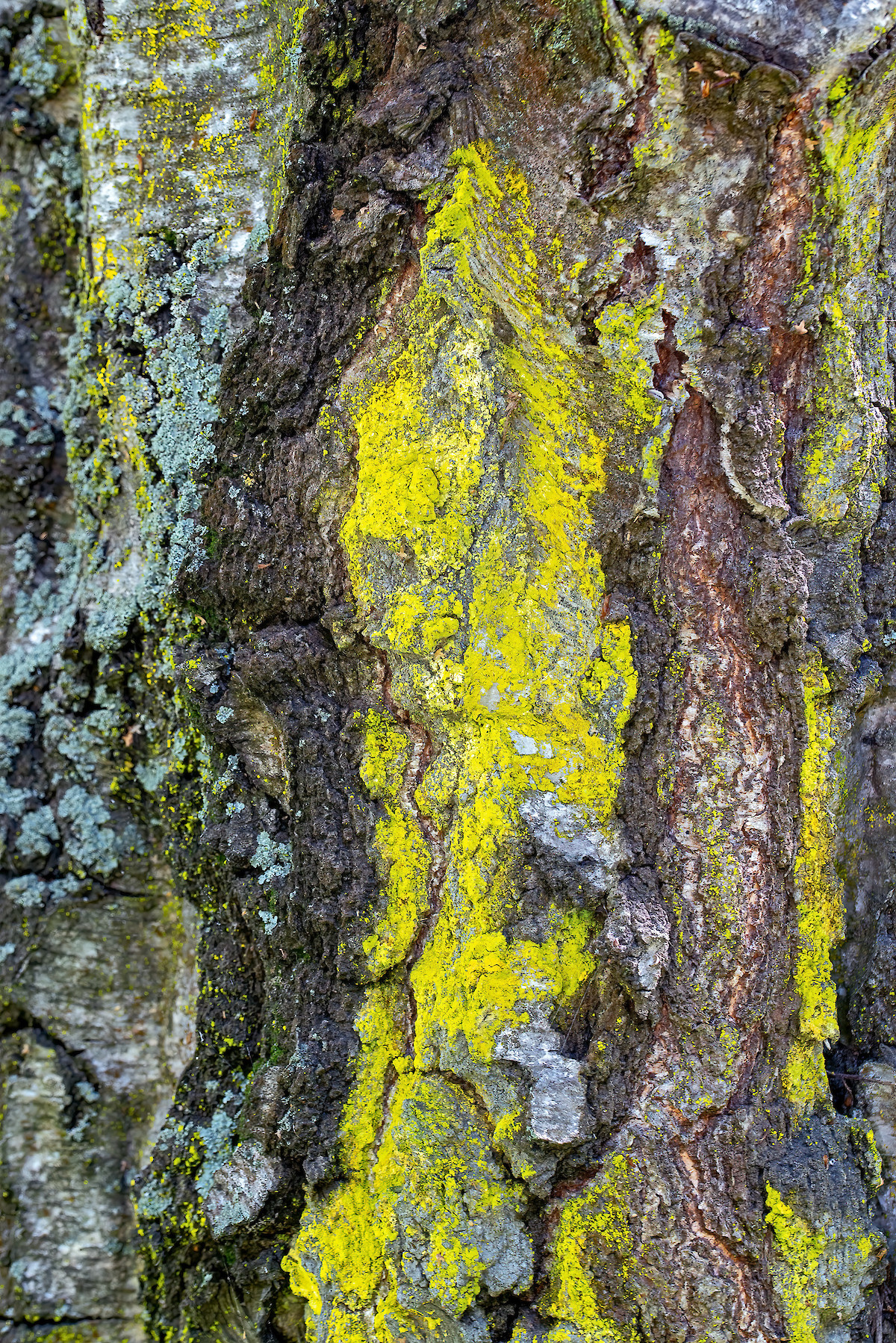 Chrysothrix granulosa • New Zealand Plant Conservation Network