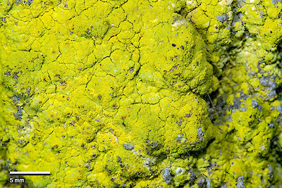 Chrysothrix granulosa • New Zealand Plant Conservation Network