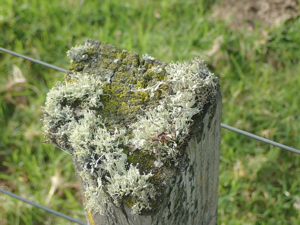 Ramalina celastri • New Zealand Plant Conservation Network