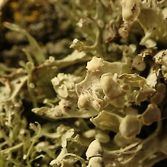 Ramalina celastri • New Zealand Plant Conservation Network