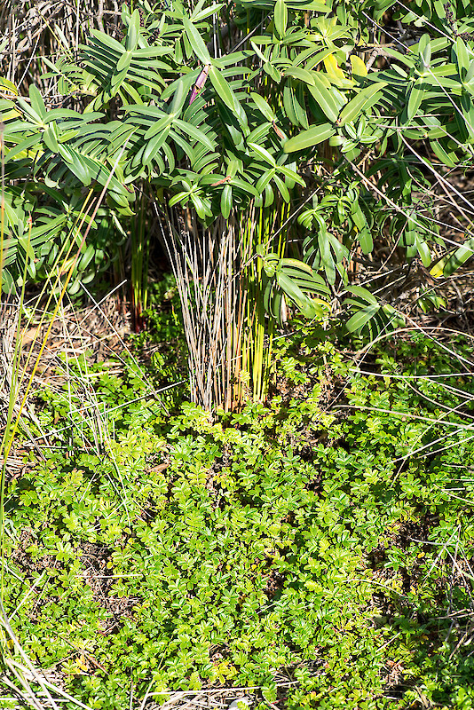 Acaena pallida • New Zealand Plant Conservation Network