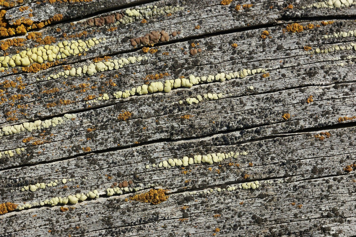 Amandinea porulosa • New Zealand Plant Conservation Network
