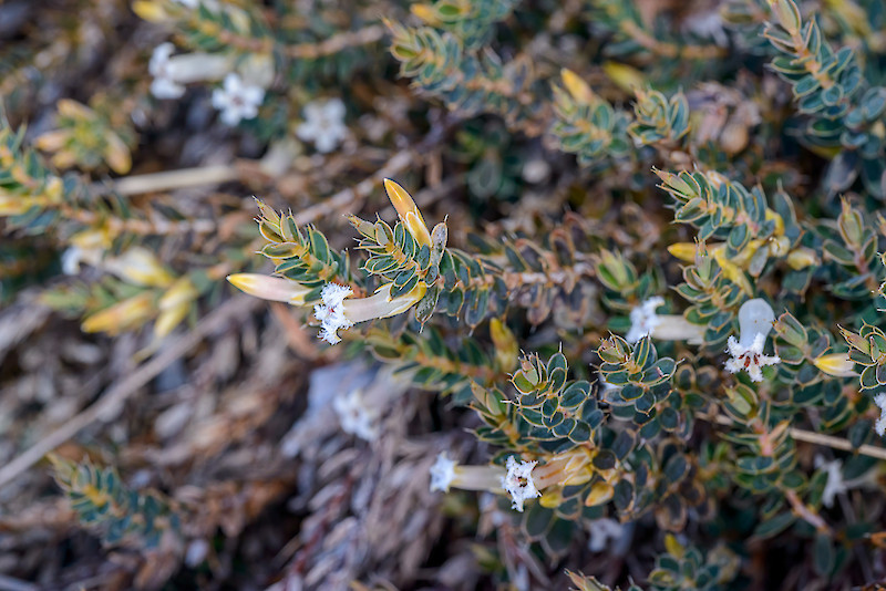 Styphelia nesophila • New Zealand Plant Conservation Network
