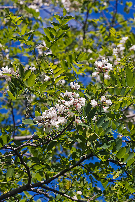 Robinia pseudoacacia • New Zealand Plant Conservation Network