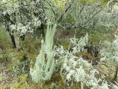 Usnea angulata • New Zealand Plant Conservation Network