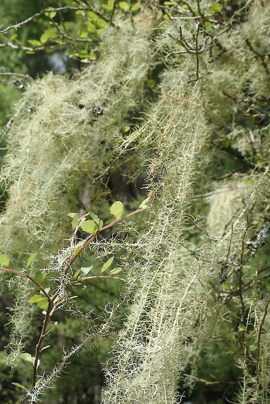 Usnea angulata • New Zealand Plant Conservation Network