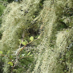 Usnea angulata • New Zealand Plant Conservation Network