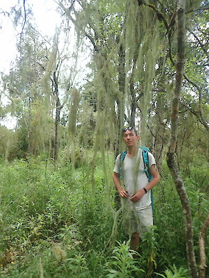 Usnea angulata • New Zealand Plant Conservation Network