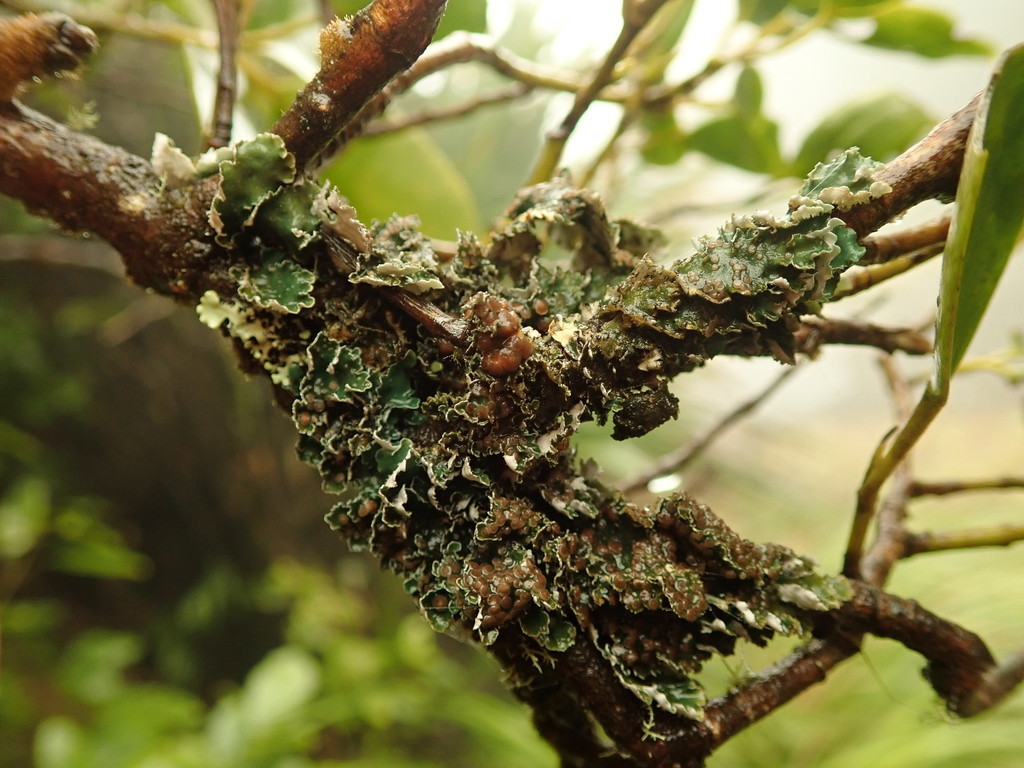 Leioderma pycnophorum • New Zealand Plant Conservation Network