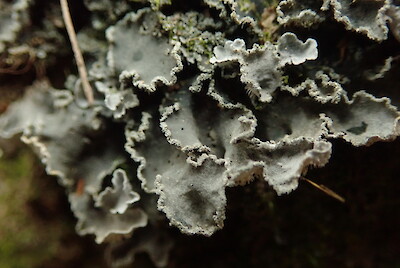 Leioderma sorediatum • New Zealand Plant Conservation Network