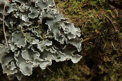 Leioderma sorediatum • New Zealand Plant Conservation Network