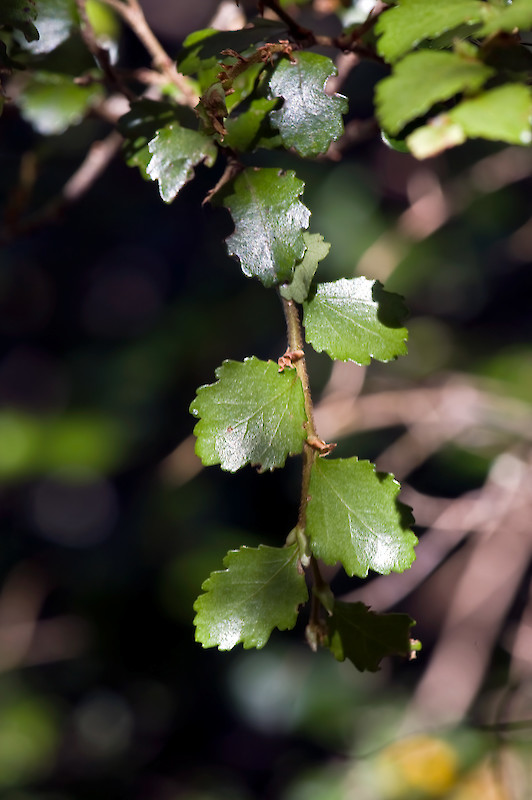 Lophozonia menziesii • New Zealand Plant Conservation Network