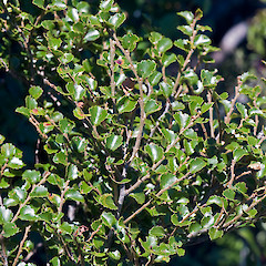 Lophozonia menziesii • New Zealand Plant Conservation Network