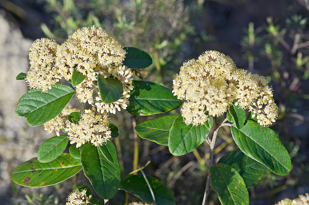 Pomaderris kumeraho • New Zealand Plant Conservation Network