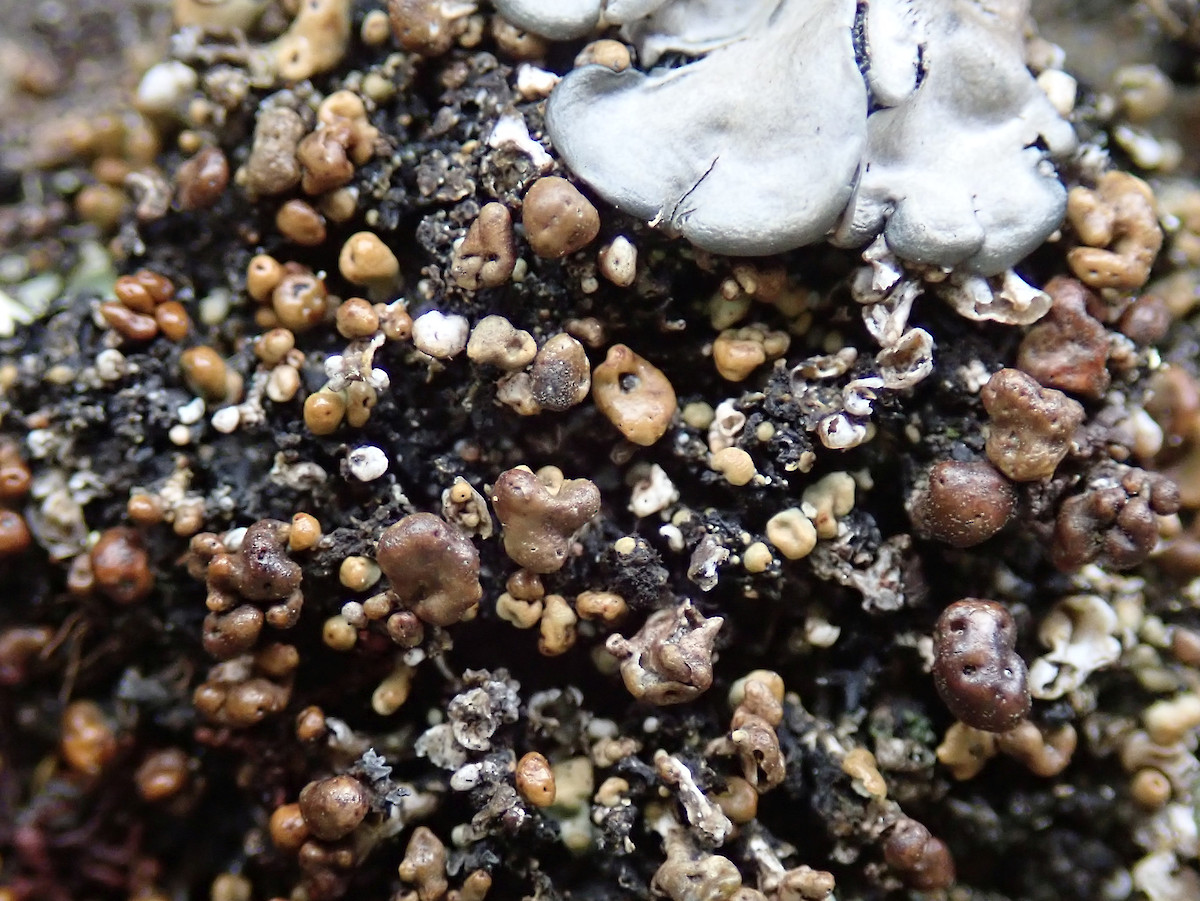 Toninia bullata • New Zealand Plant Conservation Network